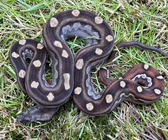 Motley Het Sharp Blizzard Boa Constrictor by Kevin Hasley