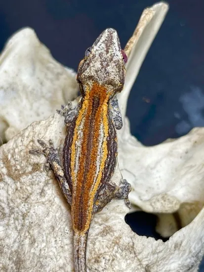 Cremsicle Line Garg Hatchling Gargoyle Gecko by The Barking Gecko