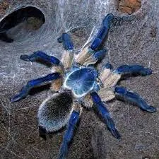 RTB Balfouri Female Tarantula by The Barking Gecko