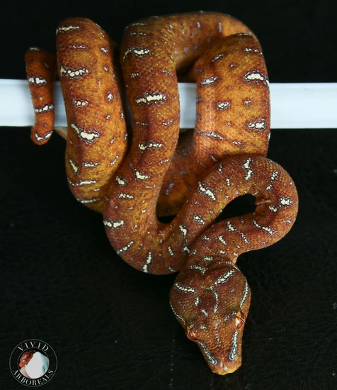 Blueline X Aru Green Tree Python by Vivid Arboreals