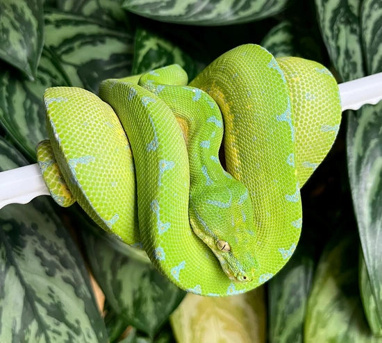 Manokwari Green Tree Python by Vivid Arboreals