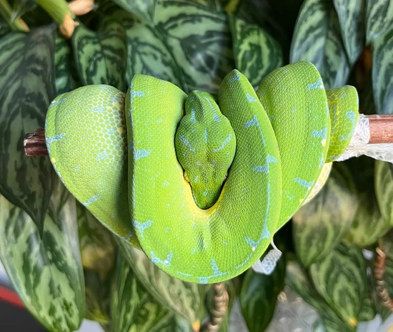 Manokwari Green Tree Python by Vivid Arboreals