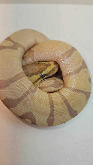 Super Enchi GHI (Blade) Banana Het Clown Ball Python by Cowboy Coldbloods
