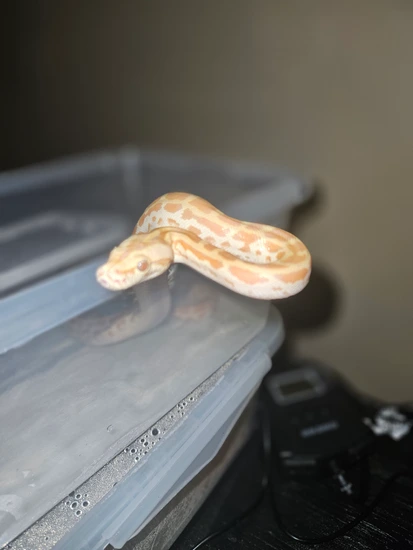 Pearl Het Labyrinth Het Granite Burmese Python by Shawn's Wrestling ...
