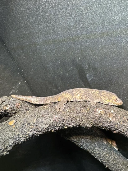 Eurydactylodes Occidentalis Chameleon Gecko by Gecko Holdco