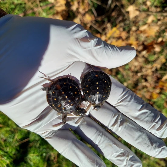 CB 25 Spotted Turtle Hatchlings Pond Turtle by Shelled Friends