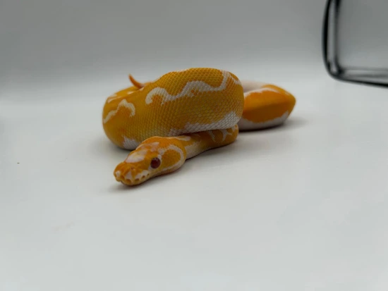 Holygrail (Clown Pied Lavender Albino) Ball Python by The Python Den