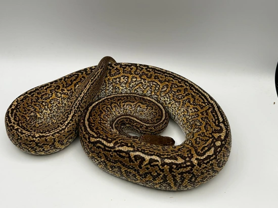 Special Monsoon Ball Python by The Python Den