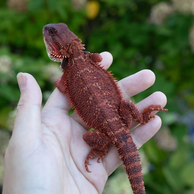 red dragon lizard pet