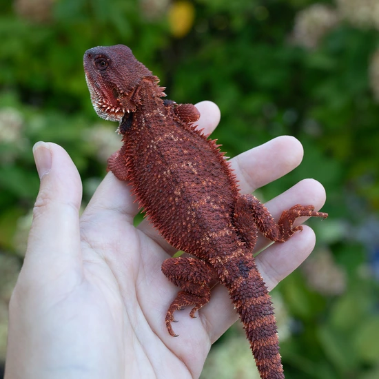 100% Red Monster Normal Scale Central Bearded Dragon by Crazy Eye Creations