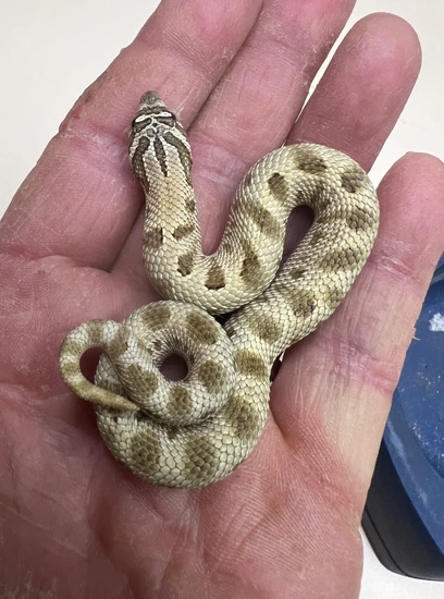 Green Phase Conda Hognose Western Hognose by Gold Country Snakes