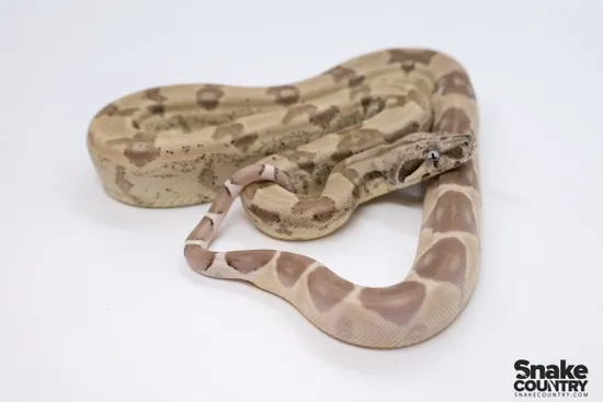 Super Ghost 66% Het VPI Boa Constrictor by Snake Country