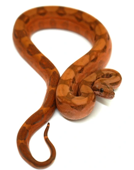 Phoenix Nic T+ Blood Boa Constrictor by Snake Country