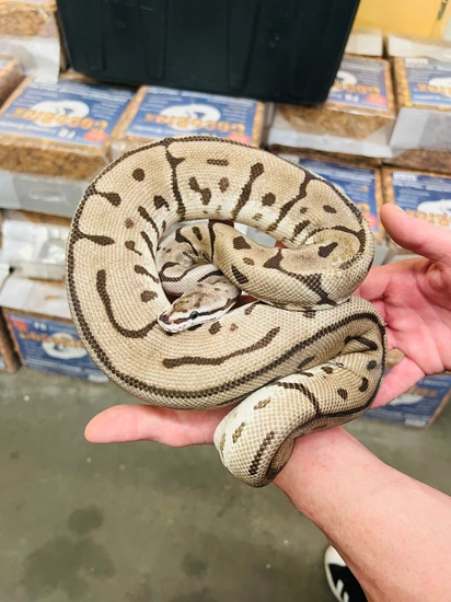 Leopard Spider Axanthic (TSK/Black Axanthic) Ball Python by Snake Country