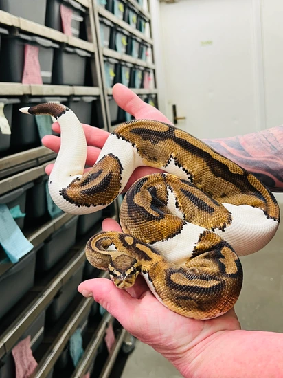 Pied Het Ghost (Hypo) Ball Python by Snake Country