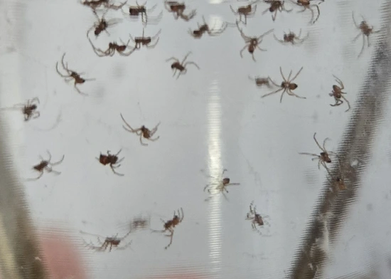 Baby Black Widow Spiders 6x Other Spider by Shongaloo Fish Farm, LLC