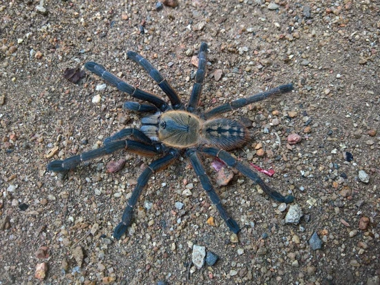 Ornithoctoninae Sp. (Nhen Dep Earth Tiger))newborn Slings Tarantula by ...