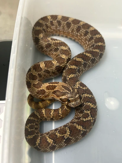 Sable Het Sunburst Western Hognose by Fathom Hogs Shovenose82