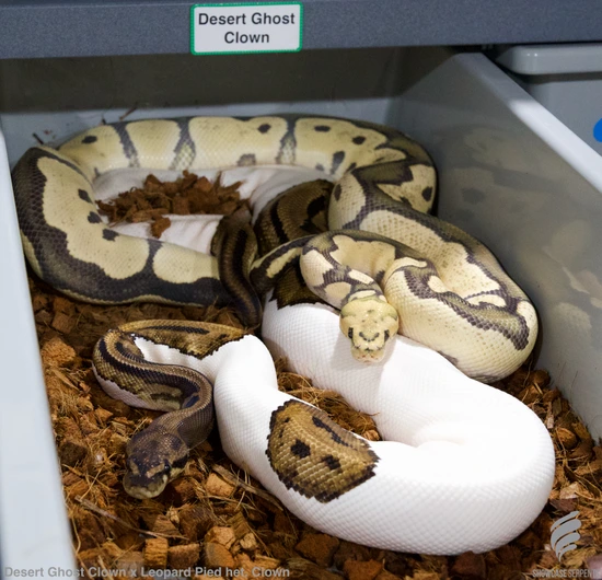 Proven Breeder Desert Ghost Clown Ball Python by Showcase Serpents
