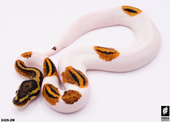 Yellowbelly Pied Double Het. Desert Ghost Clown Ball Python by Showcase ...