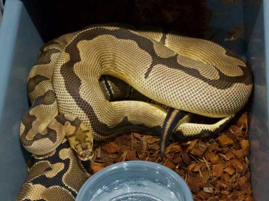 Enchi Blade Clown Het Ultramel Het Desert Ghost *Proven Breeder* Ball ...