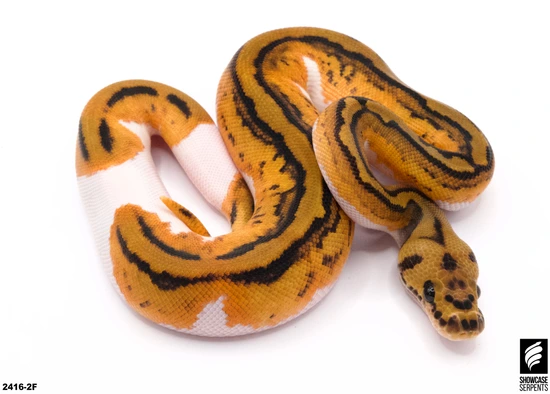 Clown Pied Het Desert Ghost Ball Python by Showcase Serpents