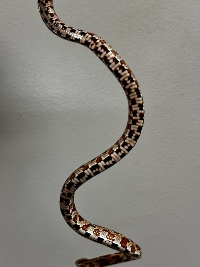 Normal Cornsnake Corn Snake by Show Me Reptiles