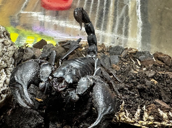 Asian Forest Scorpion by Show Me Reptiles