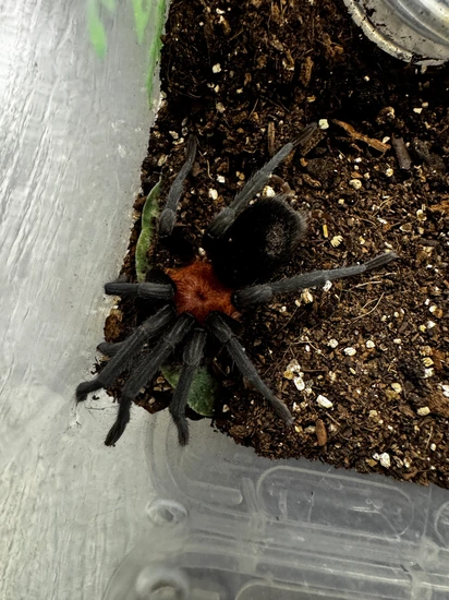 Brazilian Red Head Tarantula by Show Me Reptiles
