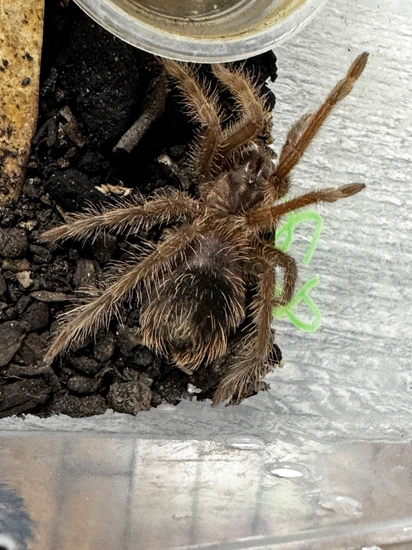 Amazon Blue Bloom Tarantula by Show Me Reptiles