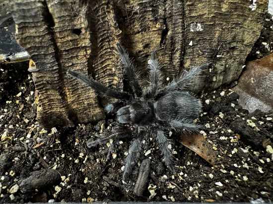 Brazilian Black Tarantula by Show Me Reptiles