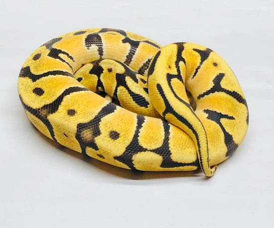 Vanilla OD Spider Ball Python by SickPython
