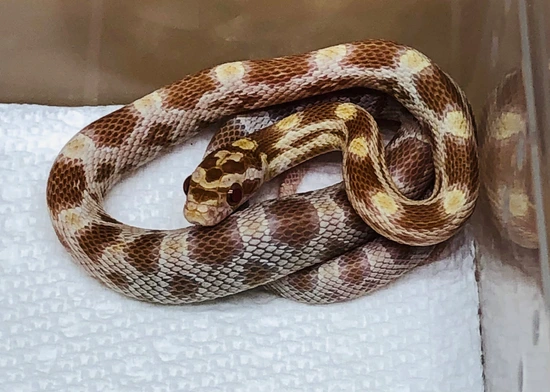 Topaz Project PAIR Corn Snake by SickPython