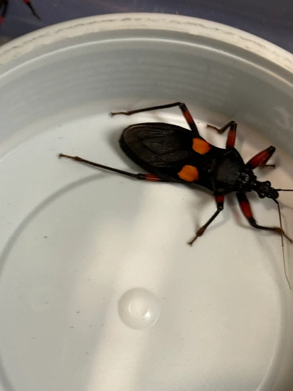 Platymeris Rhadamanthus “Mombo” Group Of 15 Nymphs Assassin Bug by ...