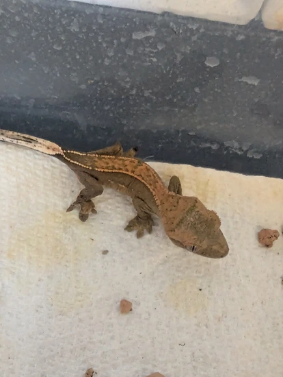GlxHu1 Crested Gecko by 808 Desert Critters