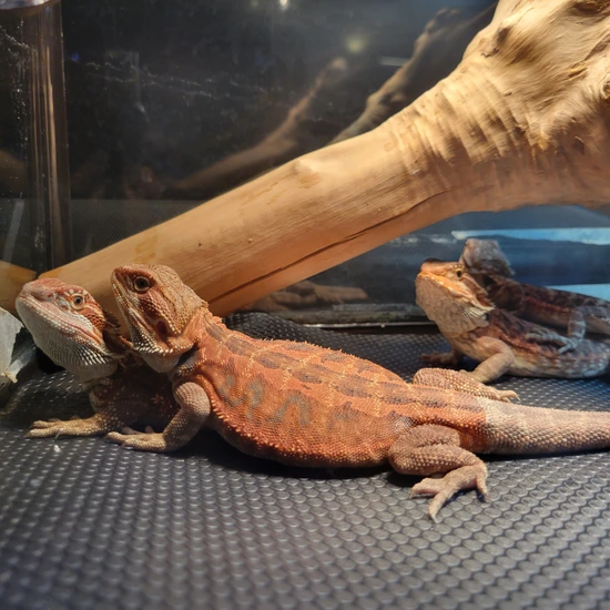 Red Leatherback Central Bearded Dragon by Silver Drake bearded dragons