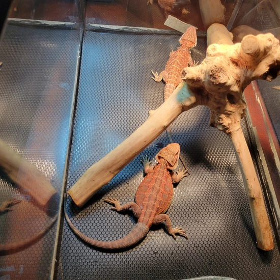 Red Leatherback Central Bearded Dragon by Silver Drake bearded dragons