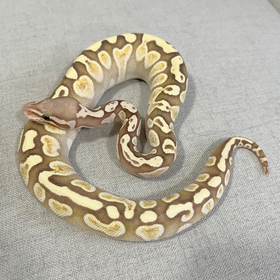 Banana GHI Lesser Red Stripe HET Clown Ball Python by Maple Morphs