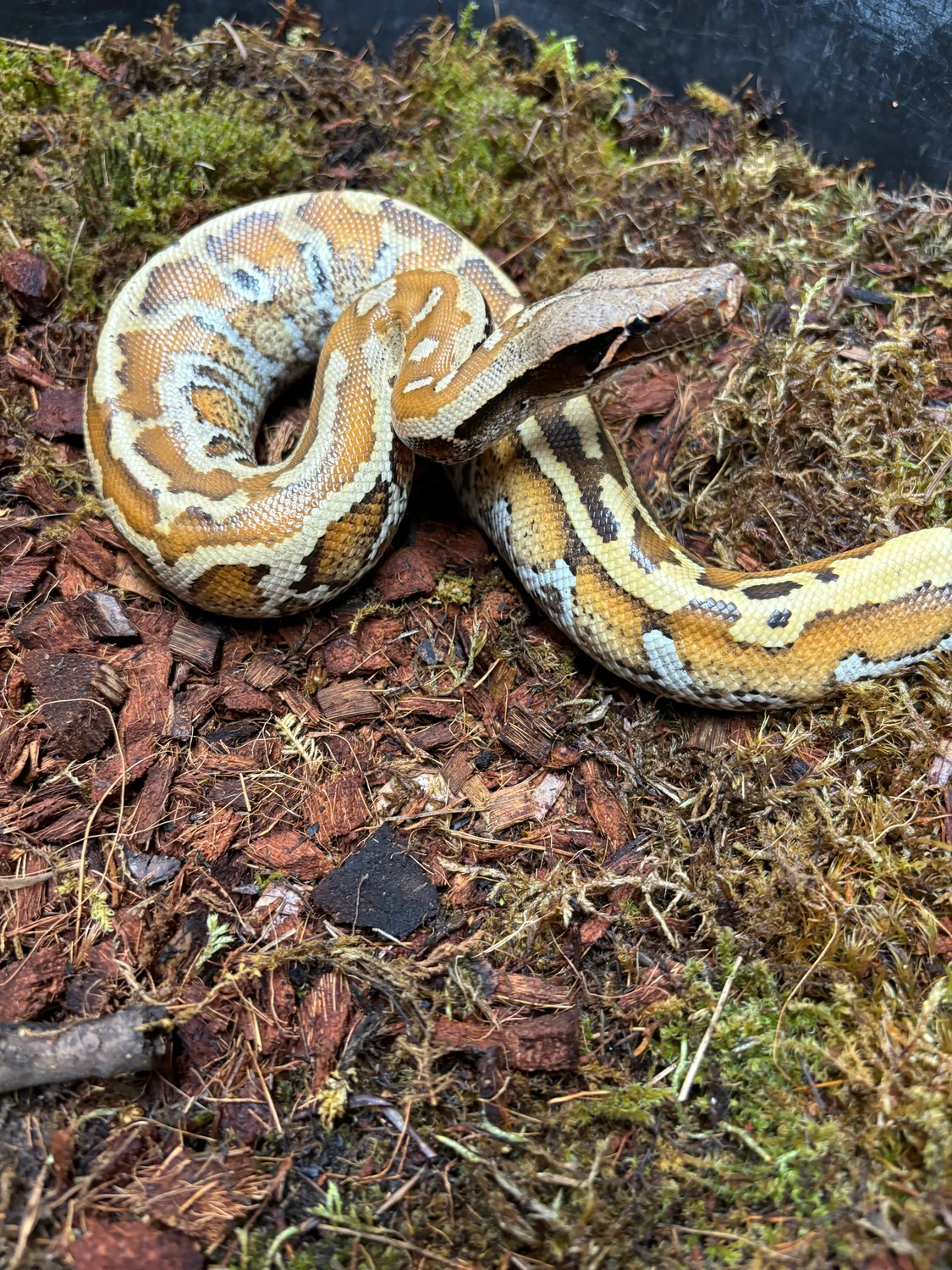 Silver City Pythons's Collection - MorphMarket