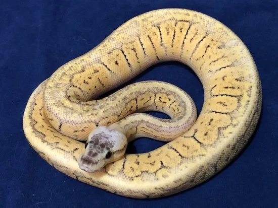 Super Pastel Pinstripe Pos YB Ball Python by Silver State Exotics