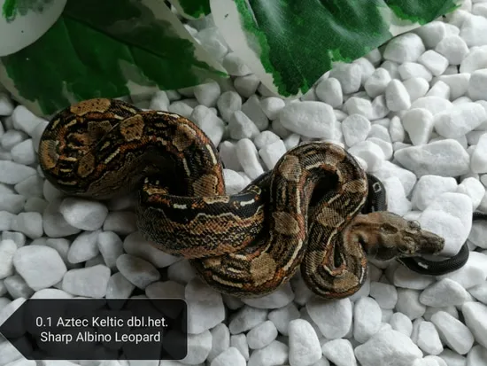 Aztec Keltic Dbl.het. Sharp Albino Leopard Boa Constrictor by Sk ...
