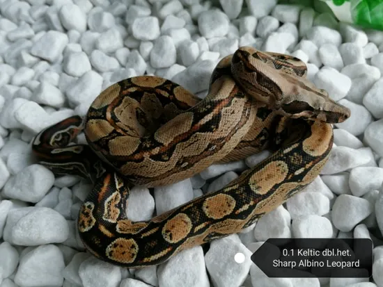Keltic Dbl.het. Sharp Albino Leopard Boa Constrictor by Sk- Sharpmorphs