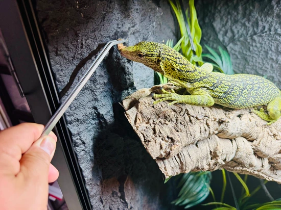 1.0 Proven Breeder Yellow Tree Monitor by Wukong