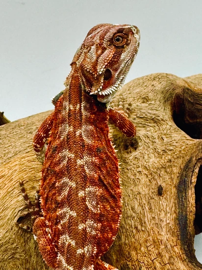 88% Red Monster Leatherback Bearded Dragon Het Hypo Central Bearded ...