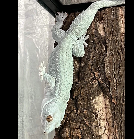 2019 Powder Blue Female Tokay Gecko by Simply Betta