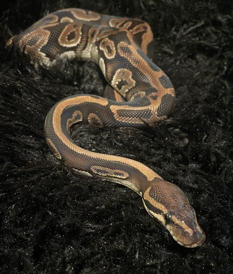 Leopard 50% Het Pied Ball Python by Central Coast Royal Pythons