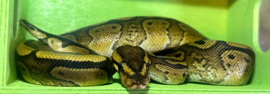 Super Redstripe Het Clown Ball Python by Central Coast Royal Pythons