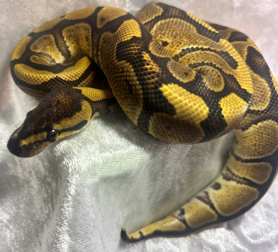 Redstripe Het Clown Ball Python by Central Coast Royal Pythons