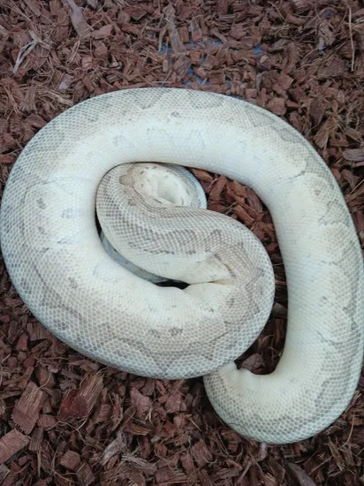 Leopard Emperor Pinstripe Ball Python by Simpson Exotics