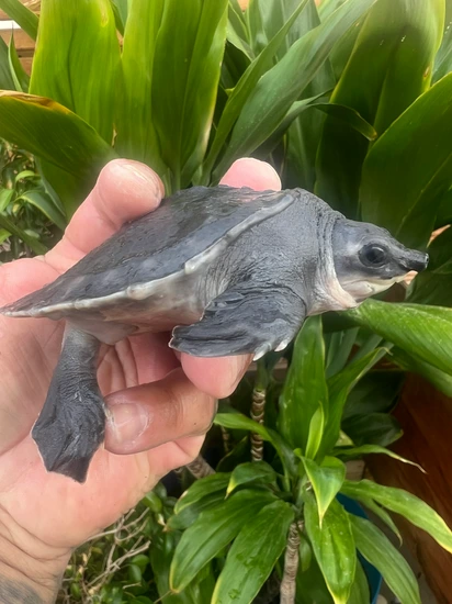 Fly River Turtle by Sin City Exotics